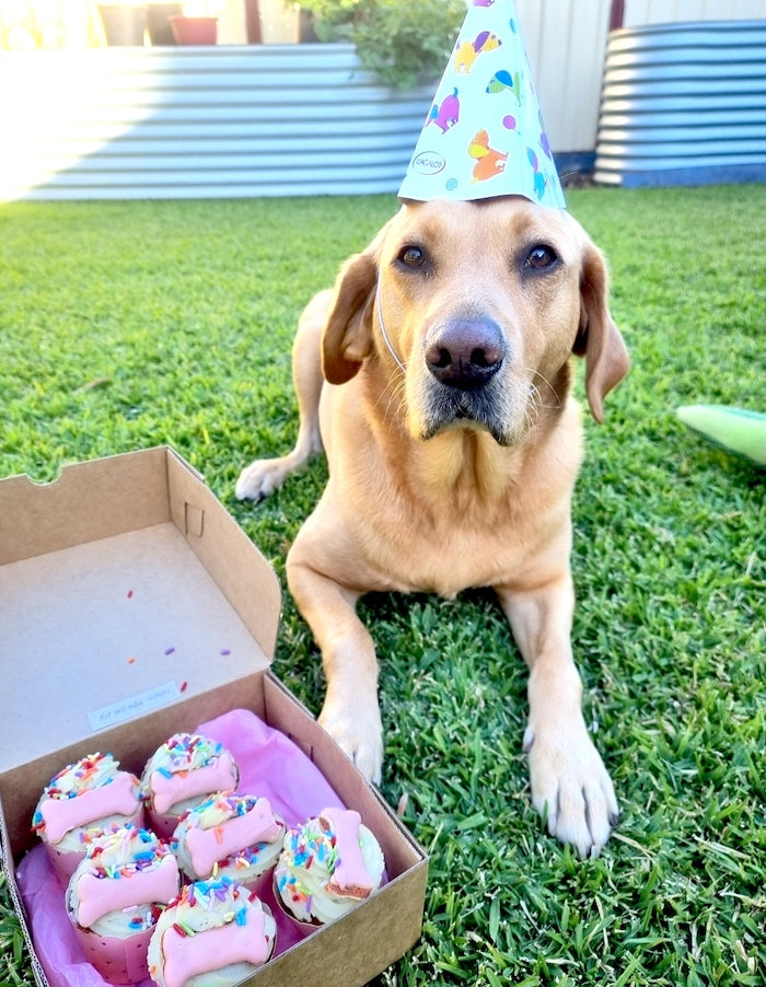 DOGGY CAKE AND PUPCAKE KITS – Clever Crumb